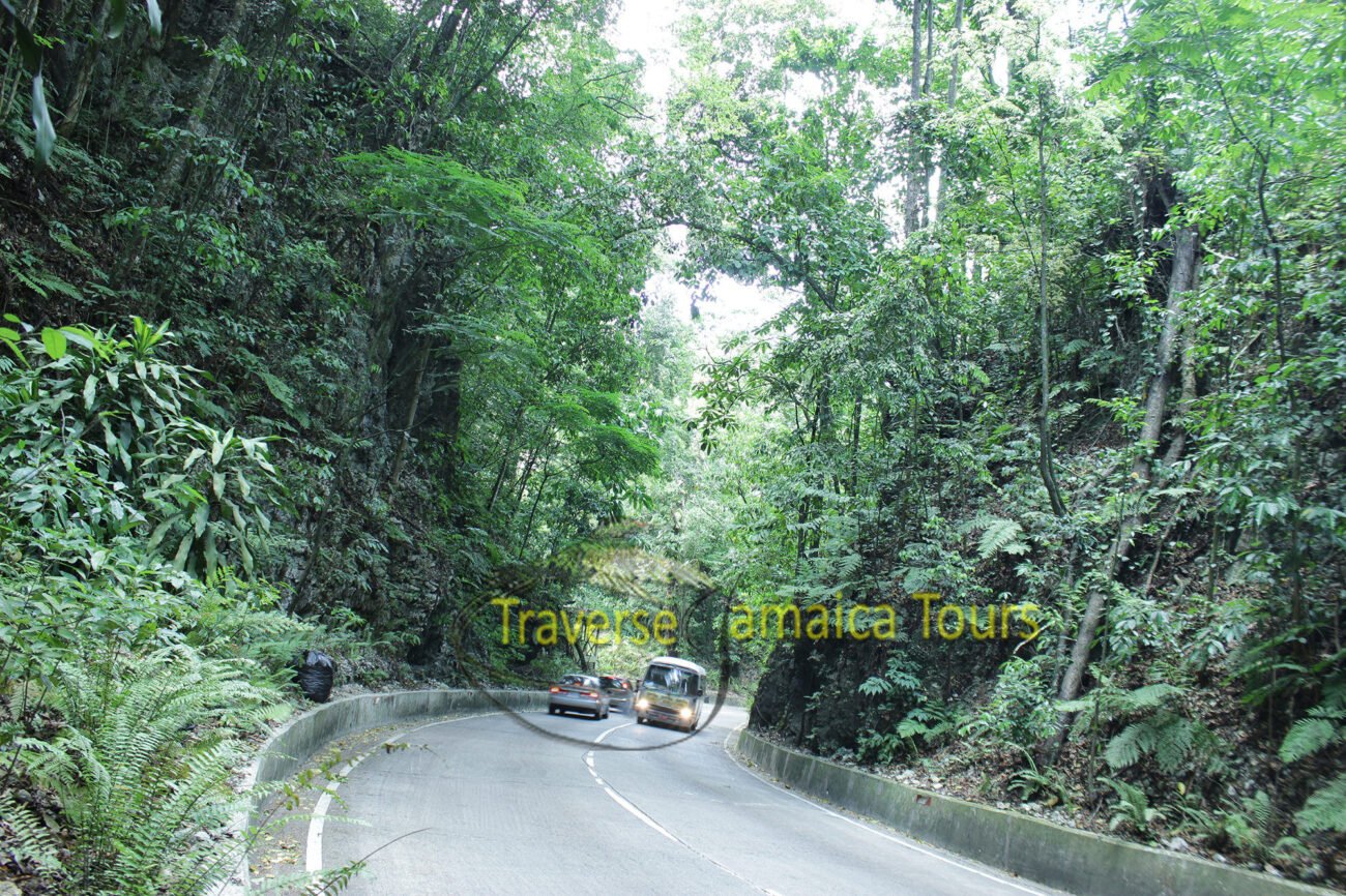 Fern Gully history – Traverse Jamaica