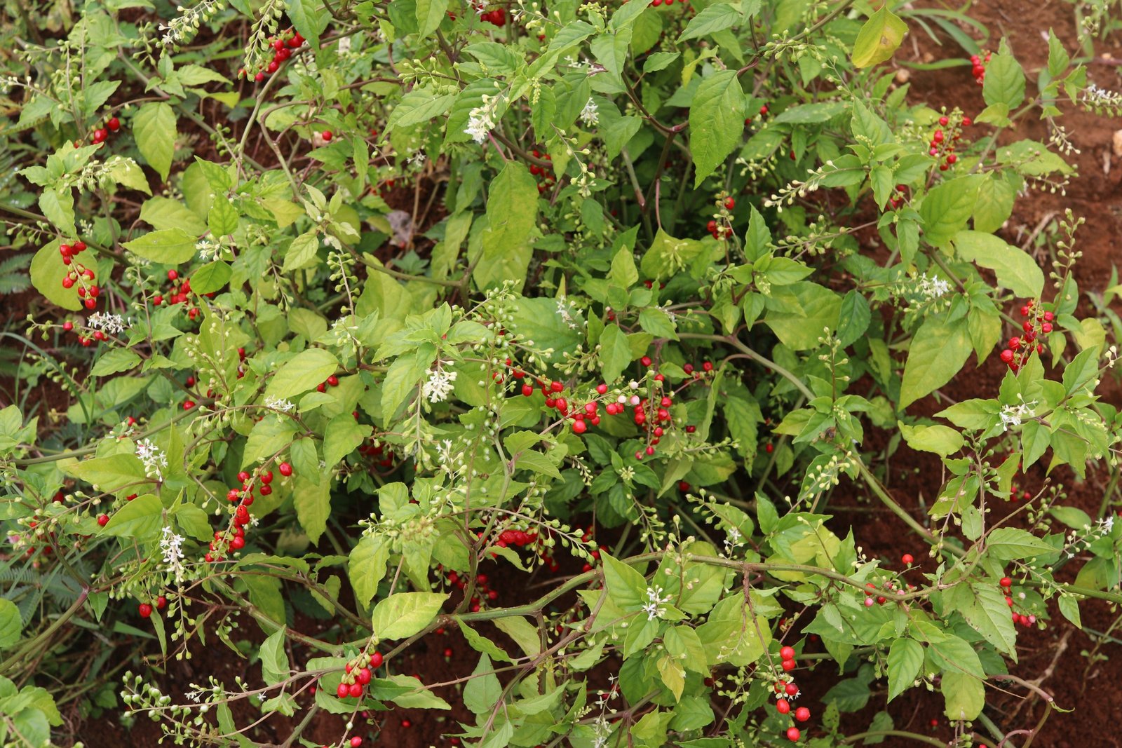 A Guide to Jamaican Medicinal Plants – Traverse Jamaica