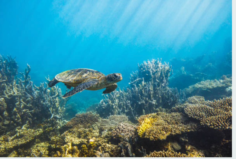 Sea Turtles in Jamaica: Conservation and Viewing Tips – Traverse Jamaica